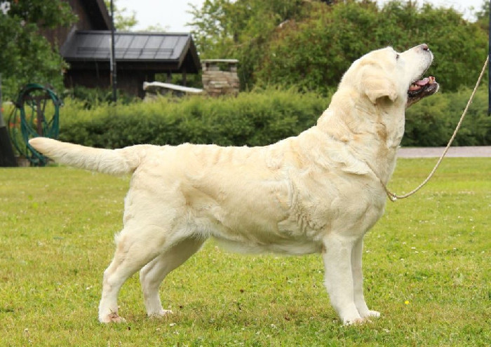 Koiramme / Our labradors :: Tawastway's Labradors